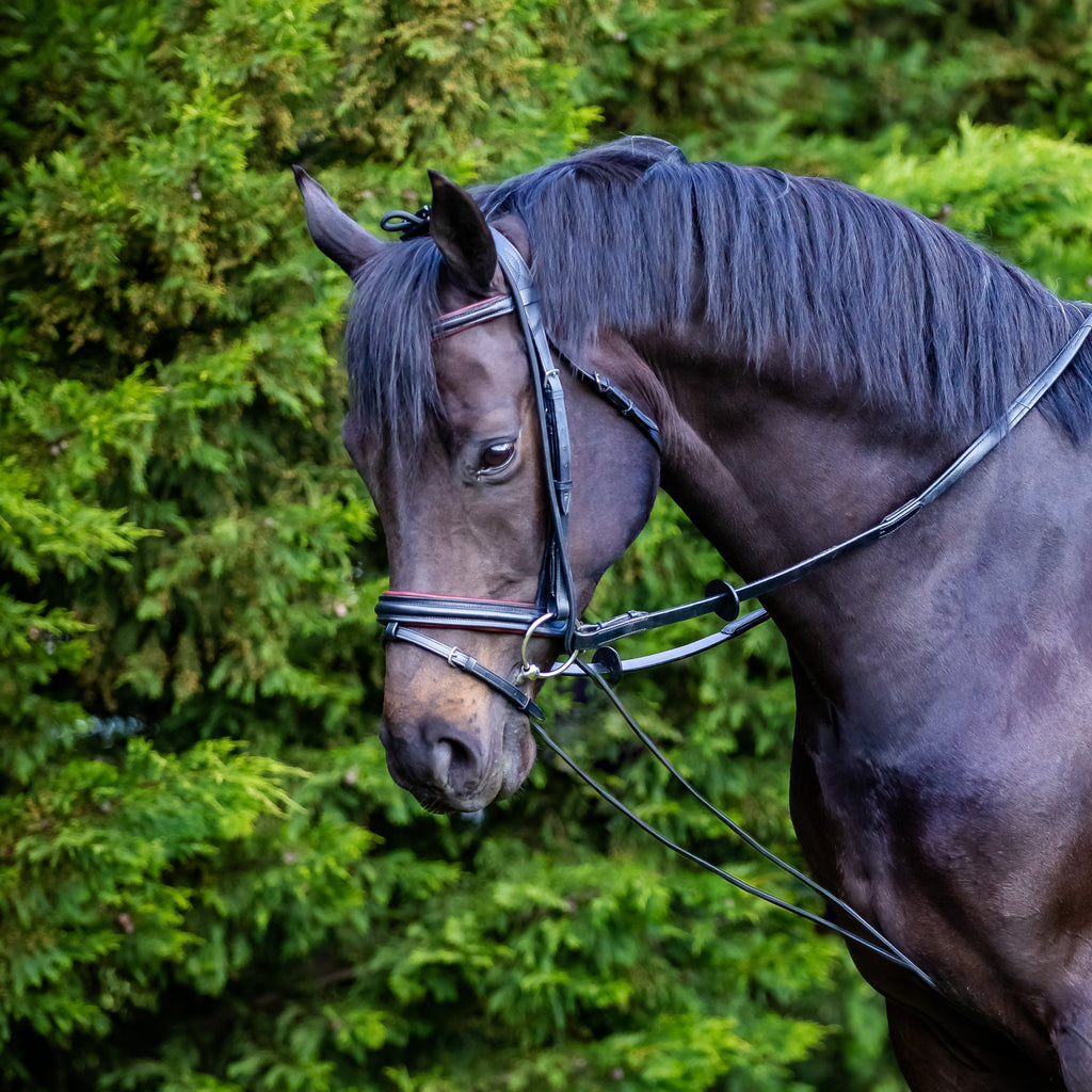 Kincade - Elastic Chambon – Rangiora Equestrian Supplies